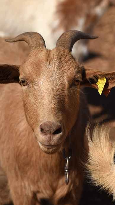 Home Wigglestail Animal Sanctuary