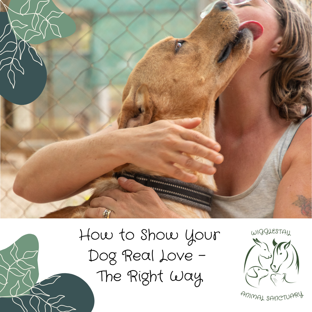 How To Show Your Dog You Truly Love Them - Wigglestail Animal Sanctuary