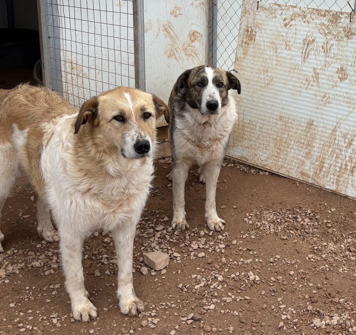 Lucy & Moses – A Bond For Life - Wigglestail Animal Sanctuary